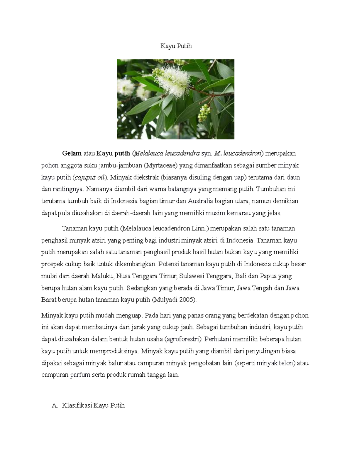Identifikasi Tanaman kayu putih - Kayu Putih Gelam atau Kayu putih ( Melaleuca leucadendra syn ...