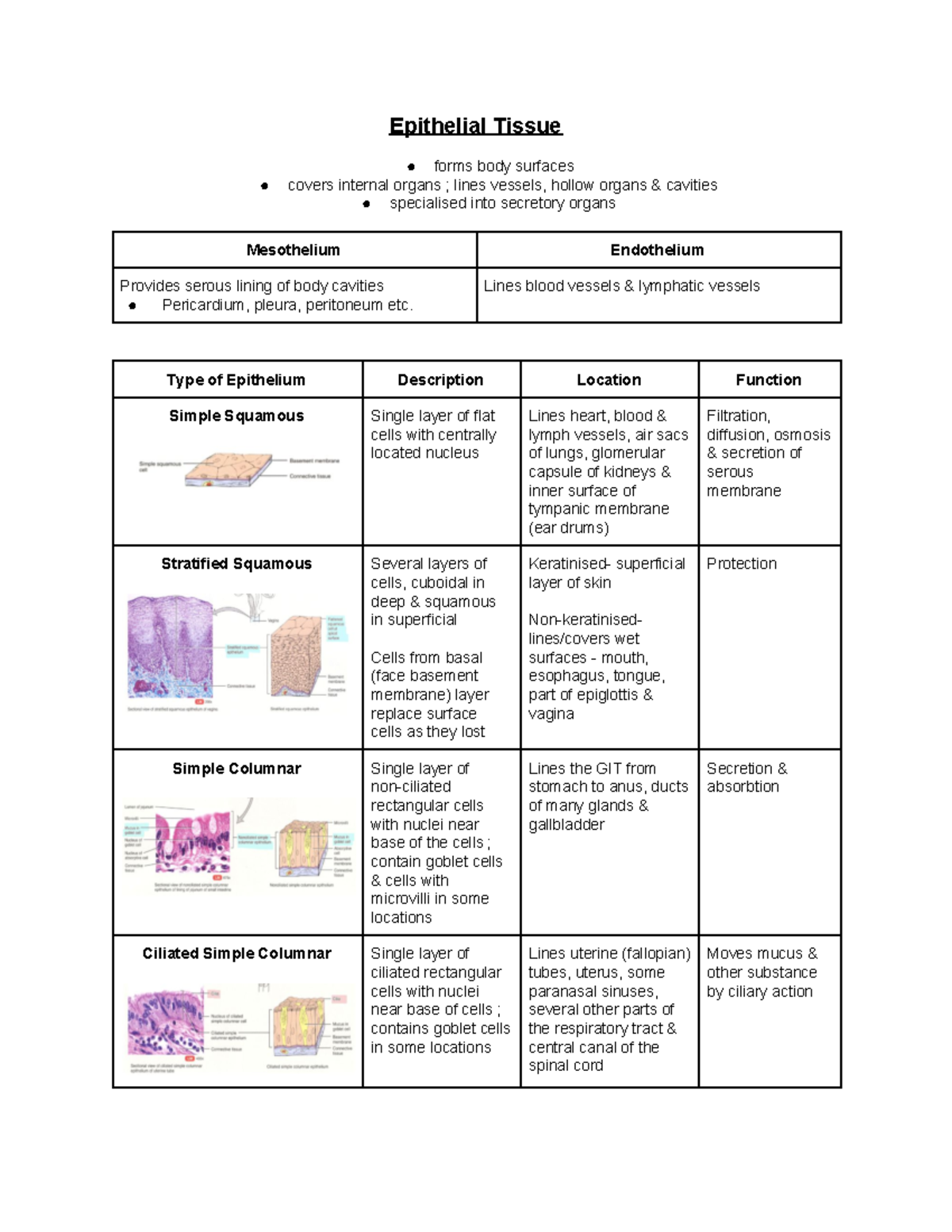 Tissues notes - Epithelial Tissue forms body surfaces covers internal ...
