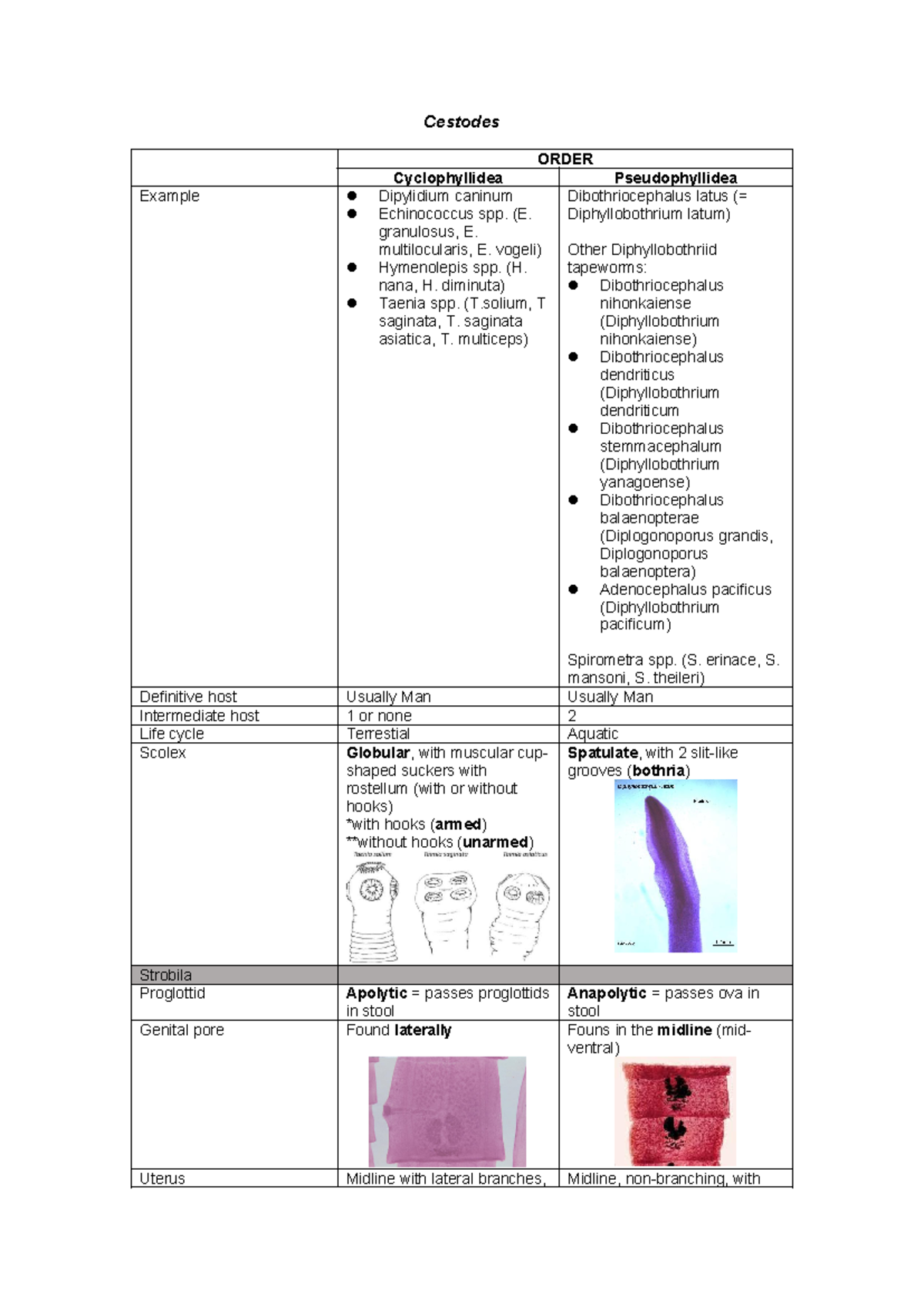 Cestodes - Cestodes ORDER Cyclophyllidea Pseudophyllidea Example ...