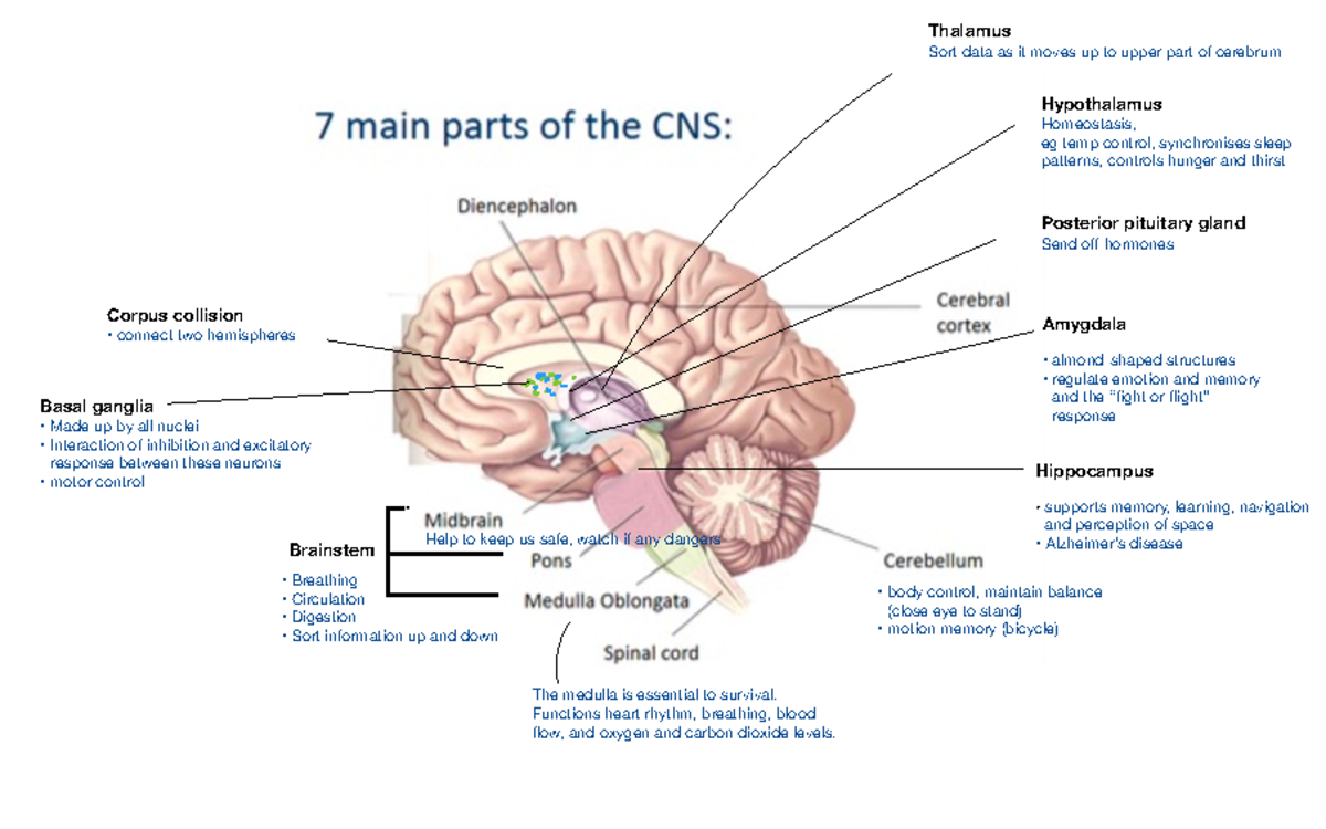 Brain - Brainstem • Breathing • Circulation • Digestion • Sort ...