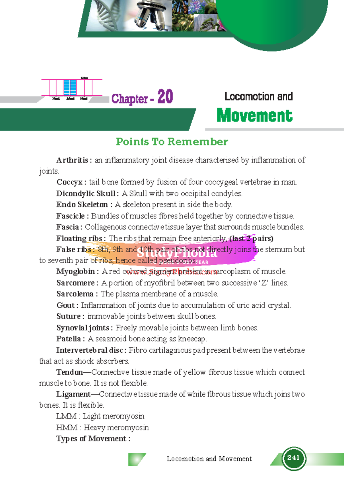 20. Locomotion and Movement - Coccyx : tail bone formed by fusion of ...