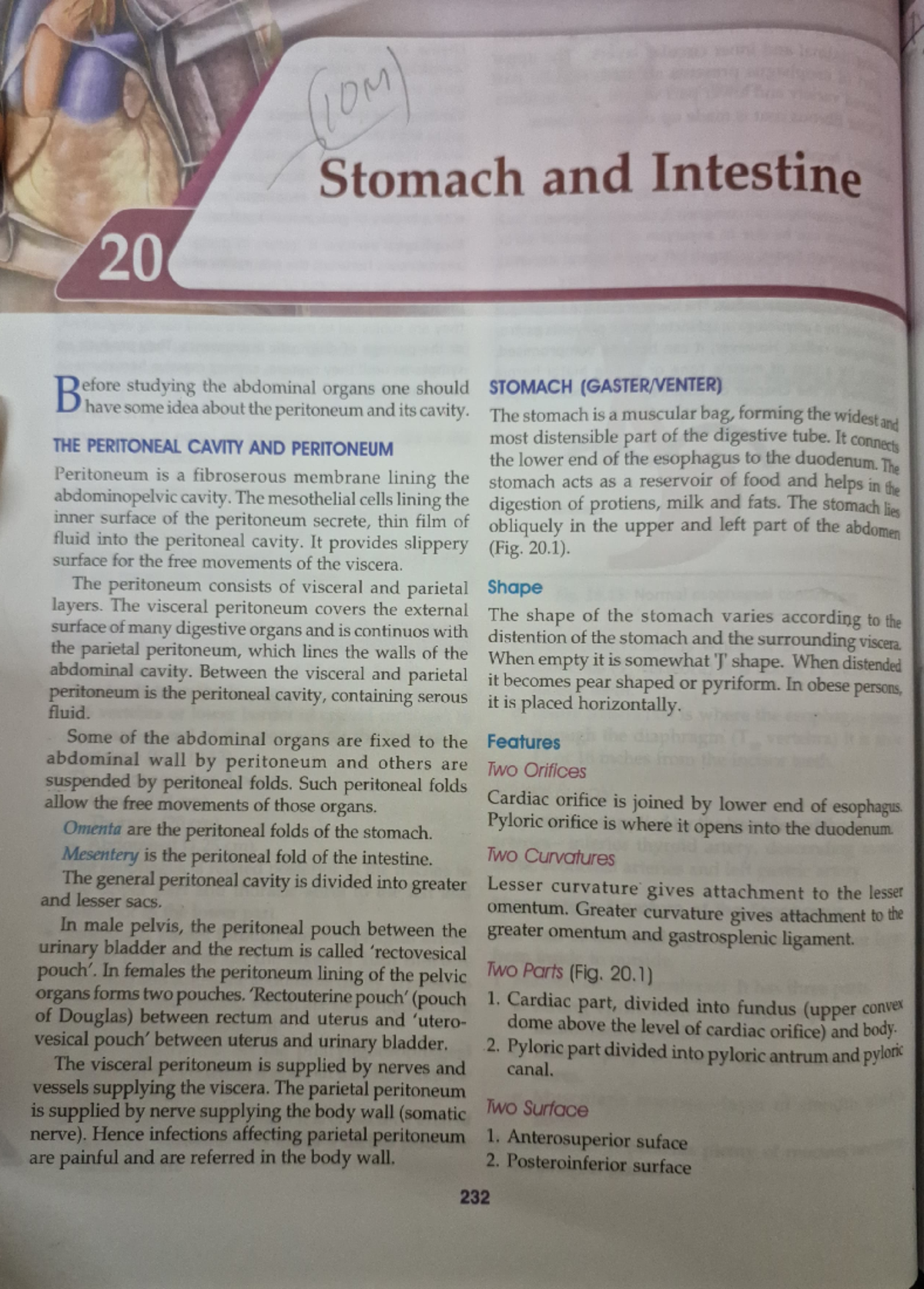 Stomach - 20 B efore studying the abdominal organs one should have some ...