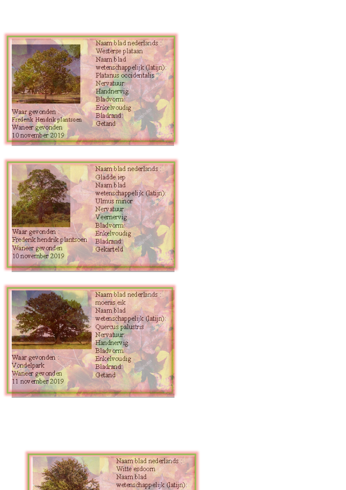 BIO Bladherbarium kaartjes - Naam blad nederlands : Witte esdoorn Naam ...