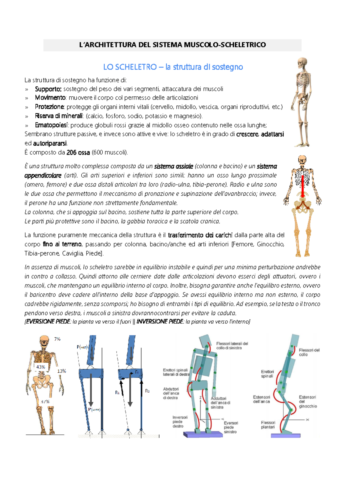 Sistema Muscolo-Scheletrico - LO SCHELETRO – la struttura di sostegno ...