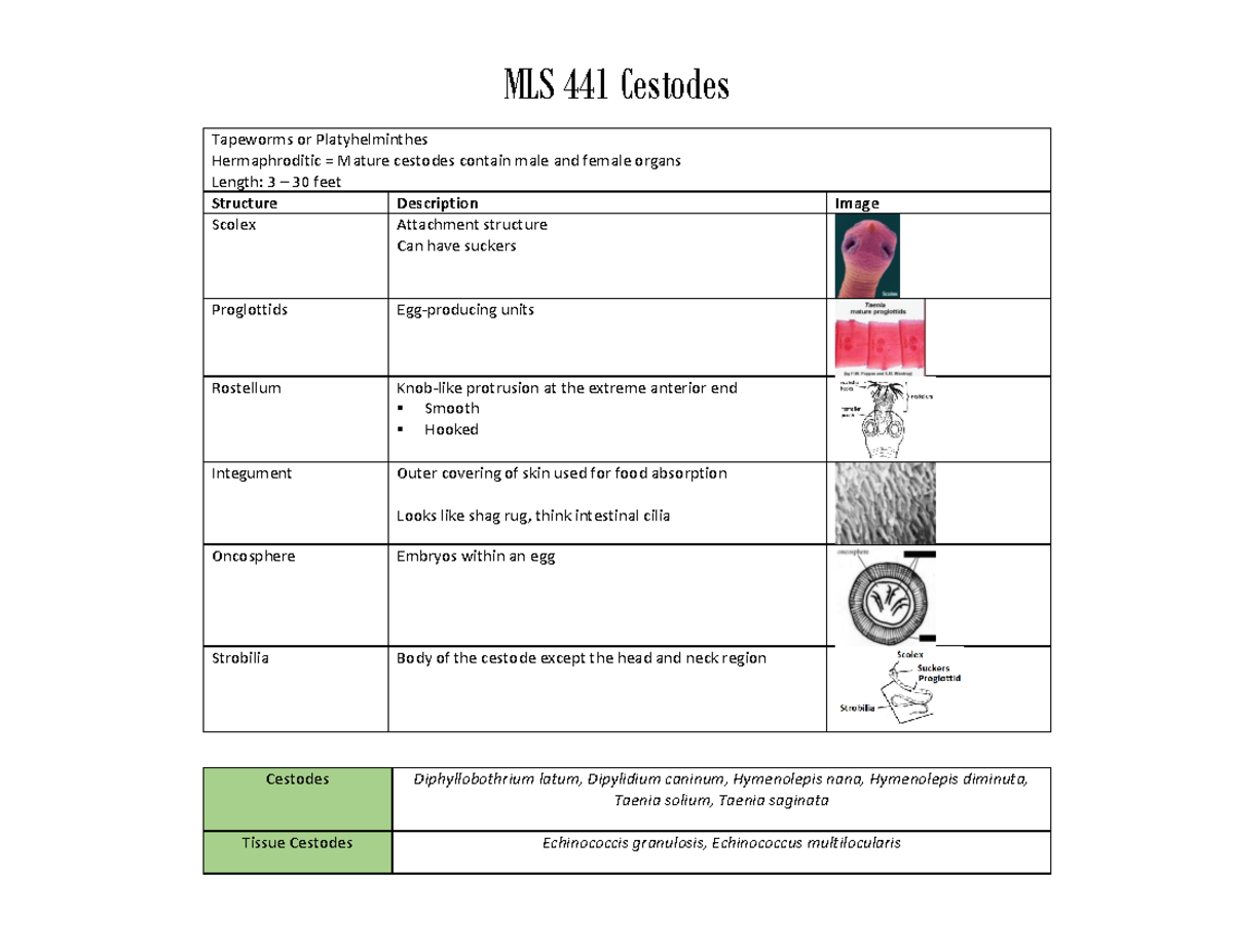 MLS 441 Cestodes - MLS 441 Cestodes Tapeworms or Platyhelminthes ...