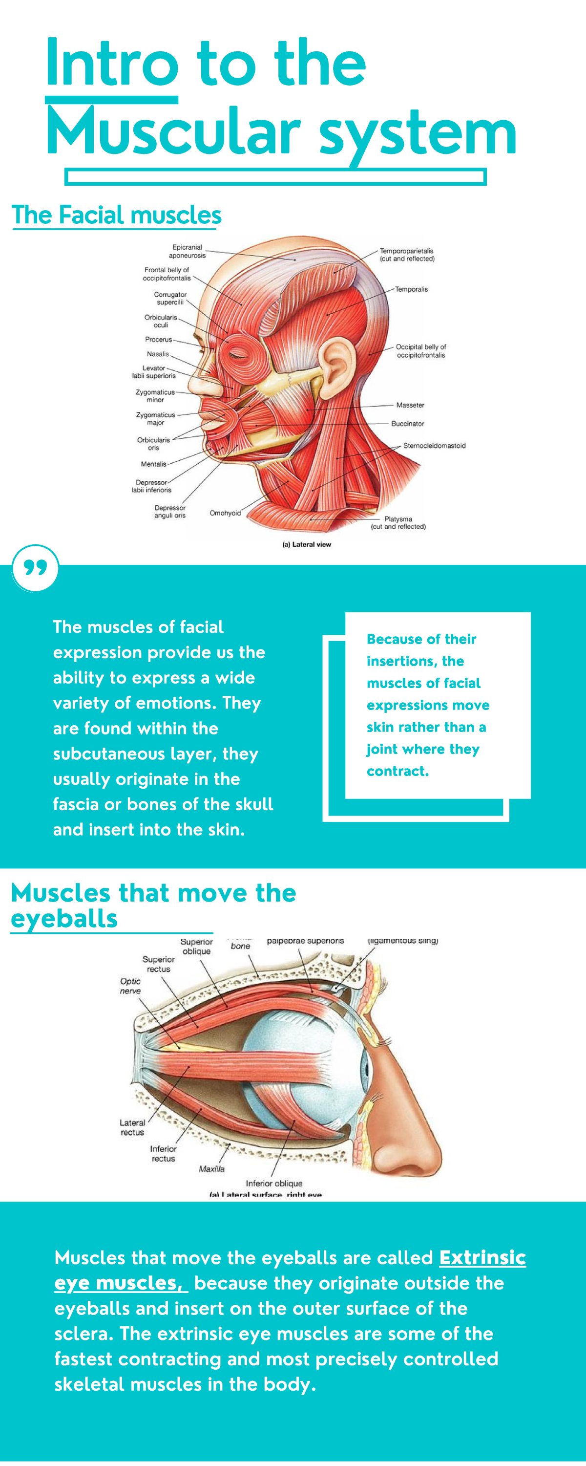 Durano infographic muscular system upper and lower extremities ...