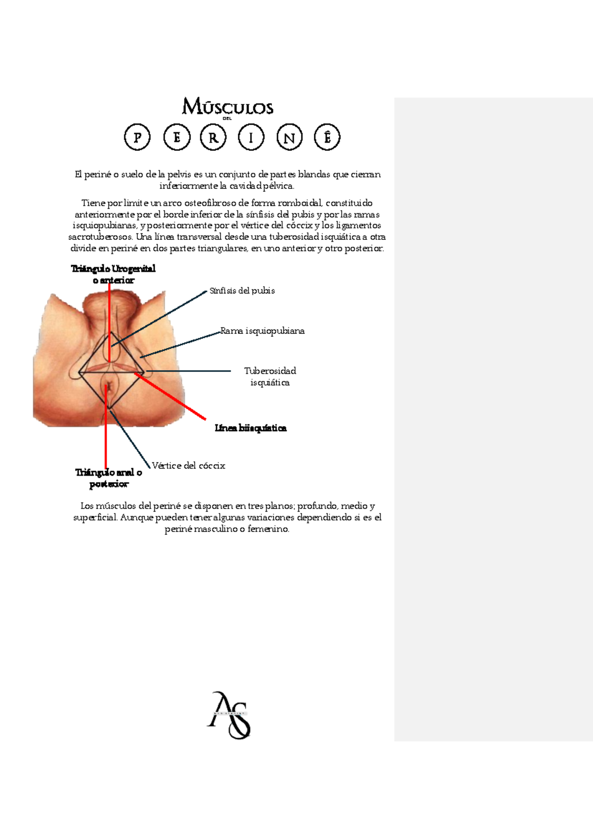 Músculo DEL Perine - Resumen Rouvière, H., Anatomía Humana Descriptiva ...