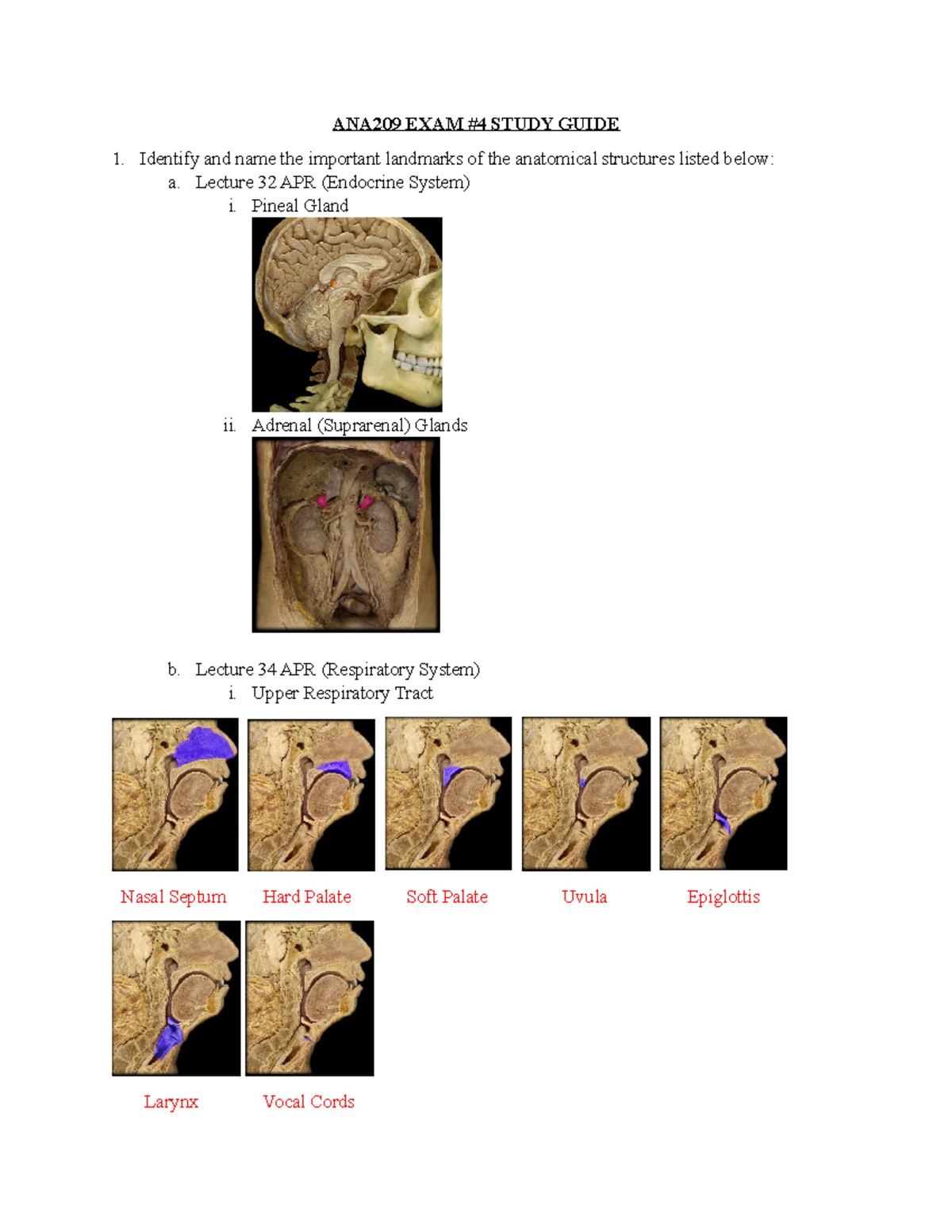 ANA209 Exam #4 Study Guide - ANA209 EXAM #4 STUDY GUIDE Identify and ...
