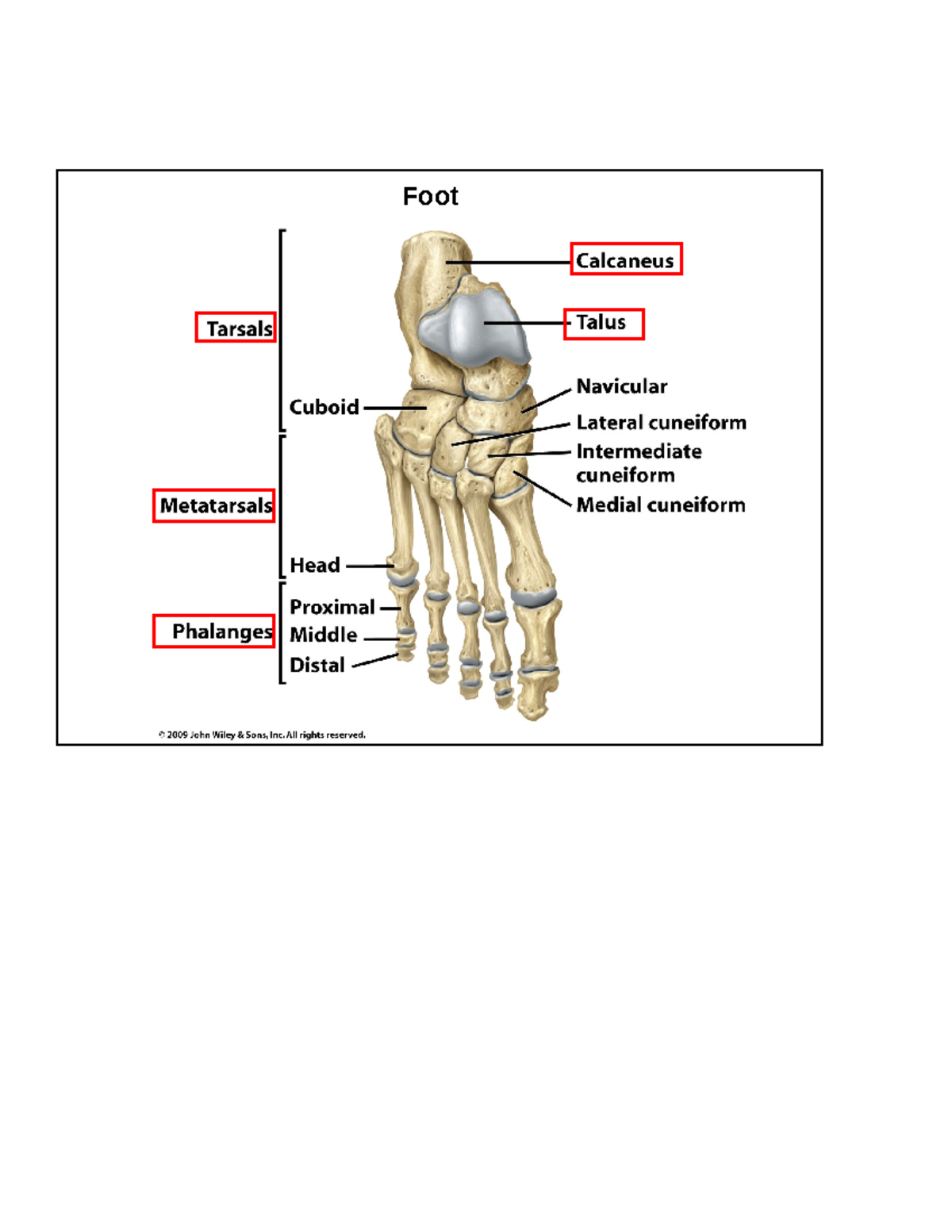 Appendicular skeleton - BIOL 163 - Foot Calcaneus Tarsals Talus ...