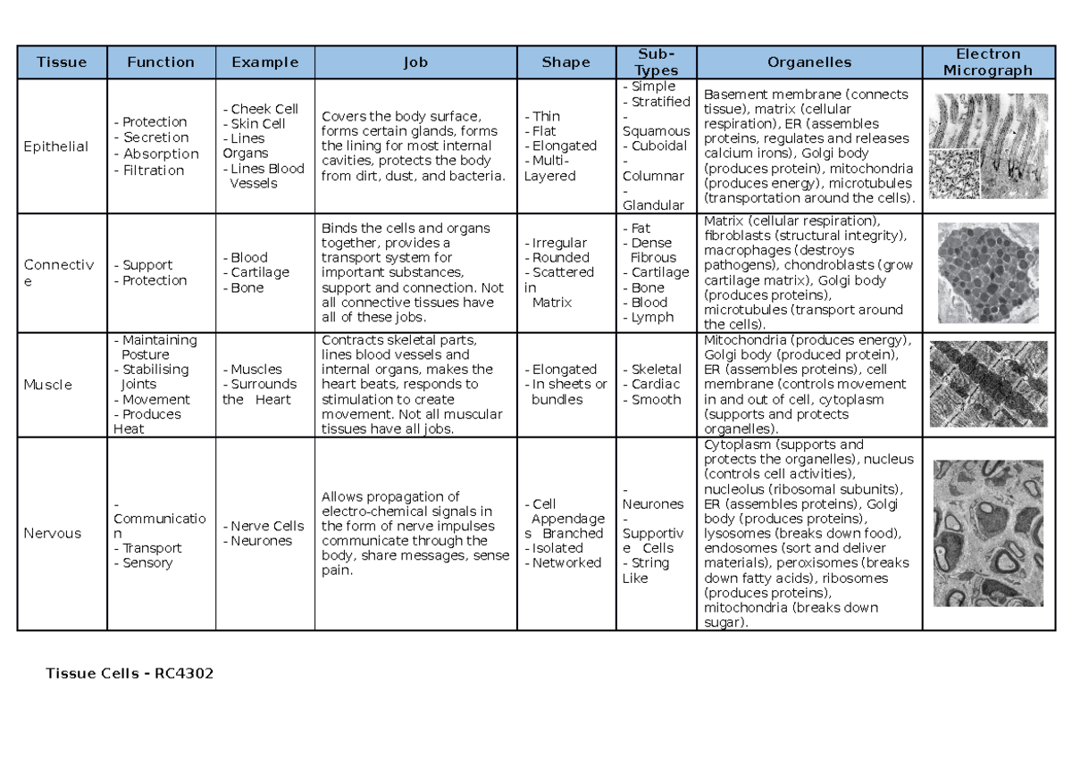 Tissue Table - Tissue Function Example Job Shape Sub- Types Organelles ...