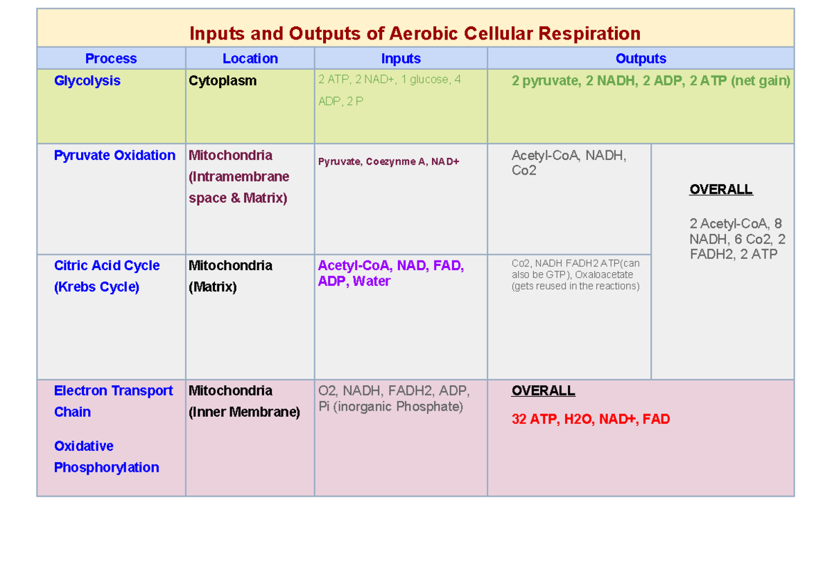 Inputs and Outputs of Aerobic Cellular Respiration & Overall Reaction - Inputs and Outputs of ...