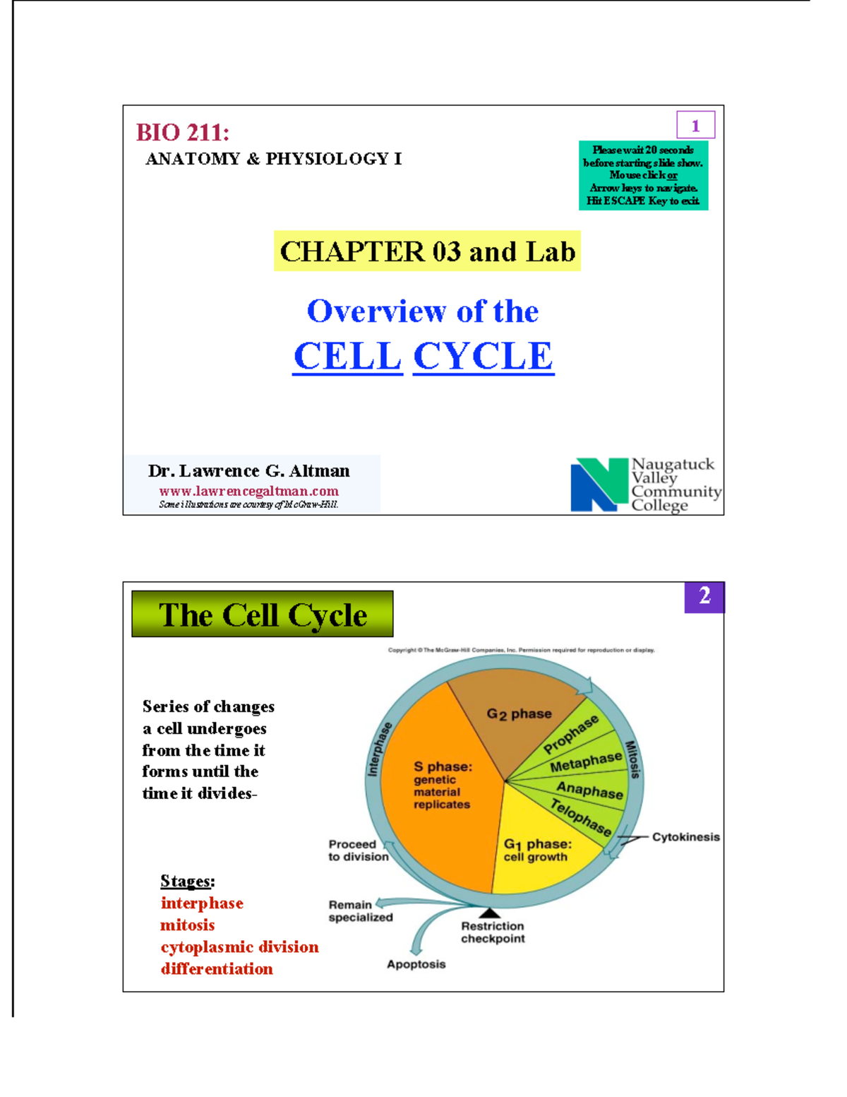 Cell Cycle Mitosis - CHAPTER 03 and Lab Overview of the CELL CYCLE ...