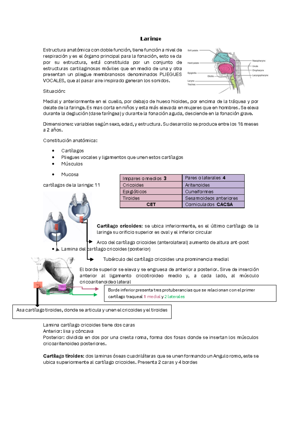 Resumen laringe y traquea - Laringe Estructura anatómica con doble ...