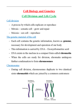 Cell division cycle 20 promotes cell proliferation and invasion and ...