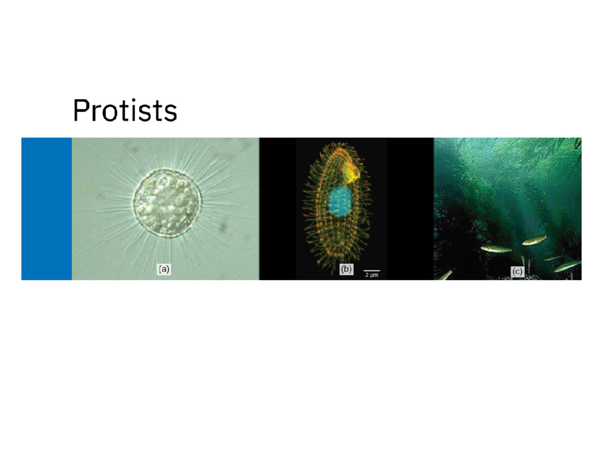 Protists Lecturer - What is a Protist? A protist is any eukaryote that ...