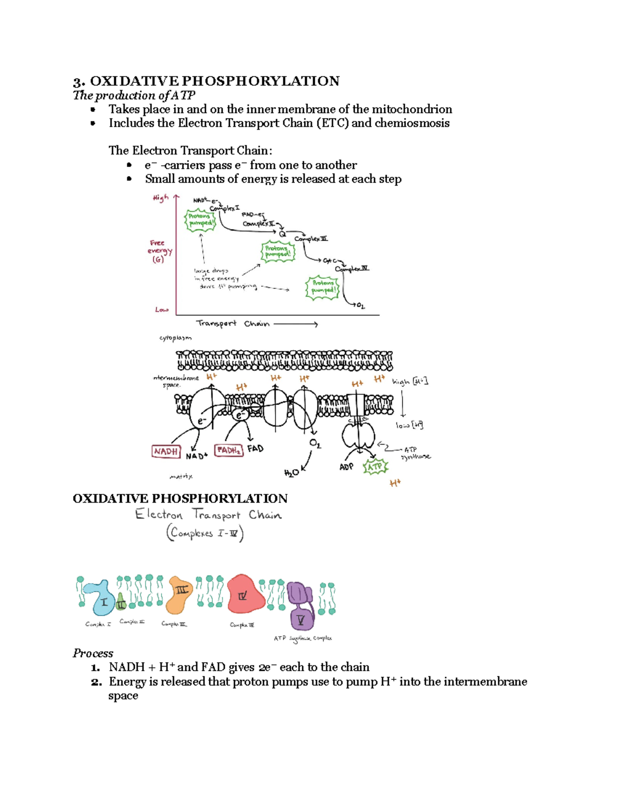 Oxiphos - ingenting - 3. OXIDATIVE PHOSPHORYLATION The production of ...