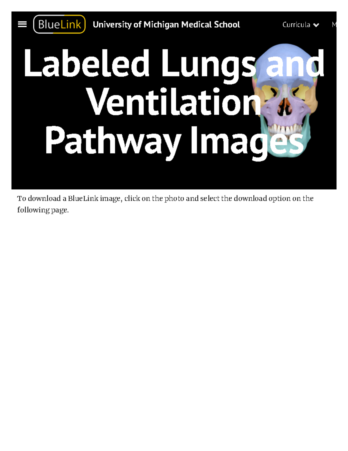 University of Michigan Medical School - Labeled Lungs and Ventilation ...