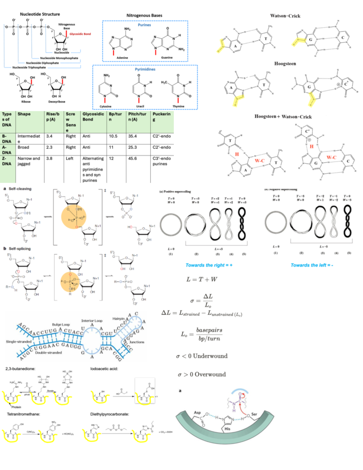 Biochem sheet - summary - BIO1140 - Studocu