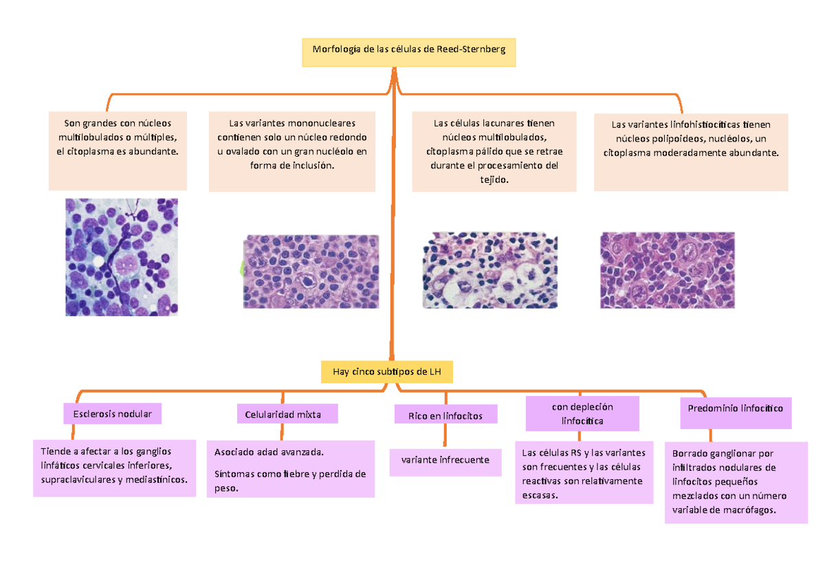 Morfología mapas - Morfología de las células de Reed-Sternberg Son ...
