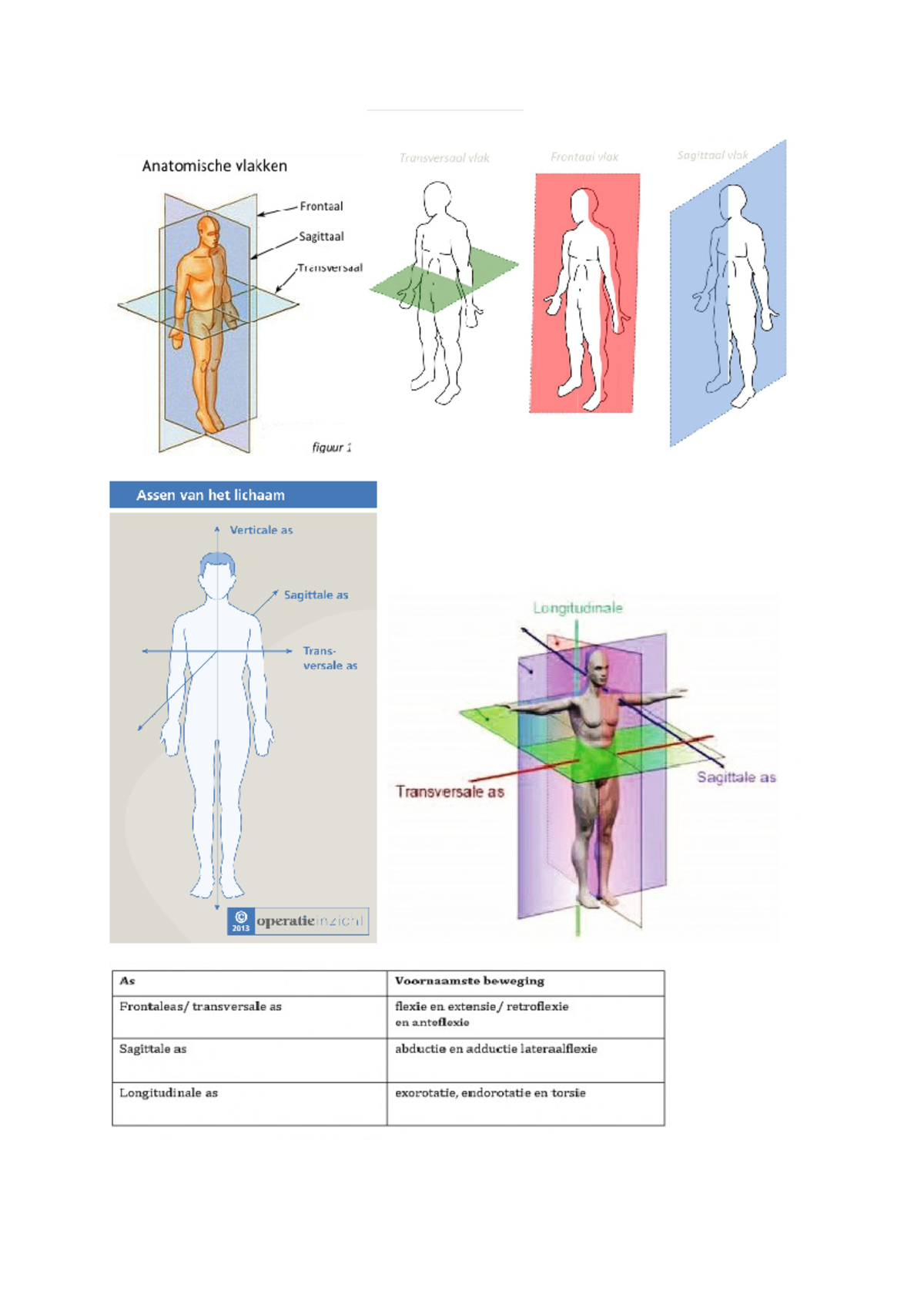 Plaatjes enkel, spieren, botten voet+kuit - Anatomische vla kken ﬁguur ...