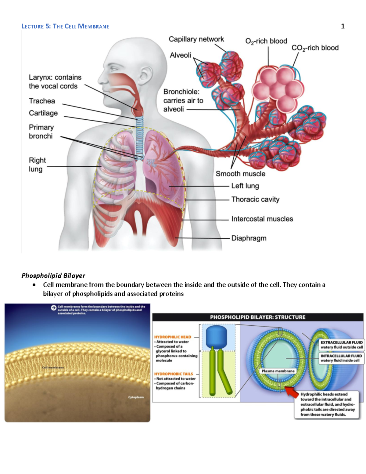 Lecture 5- The Cell Membrane - LECTURE 5: THE CELL MEMBRANE 1 ...