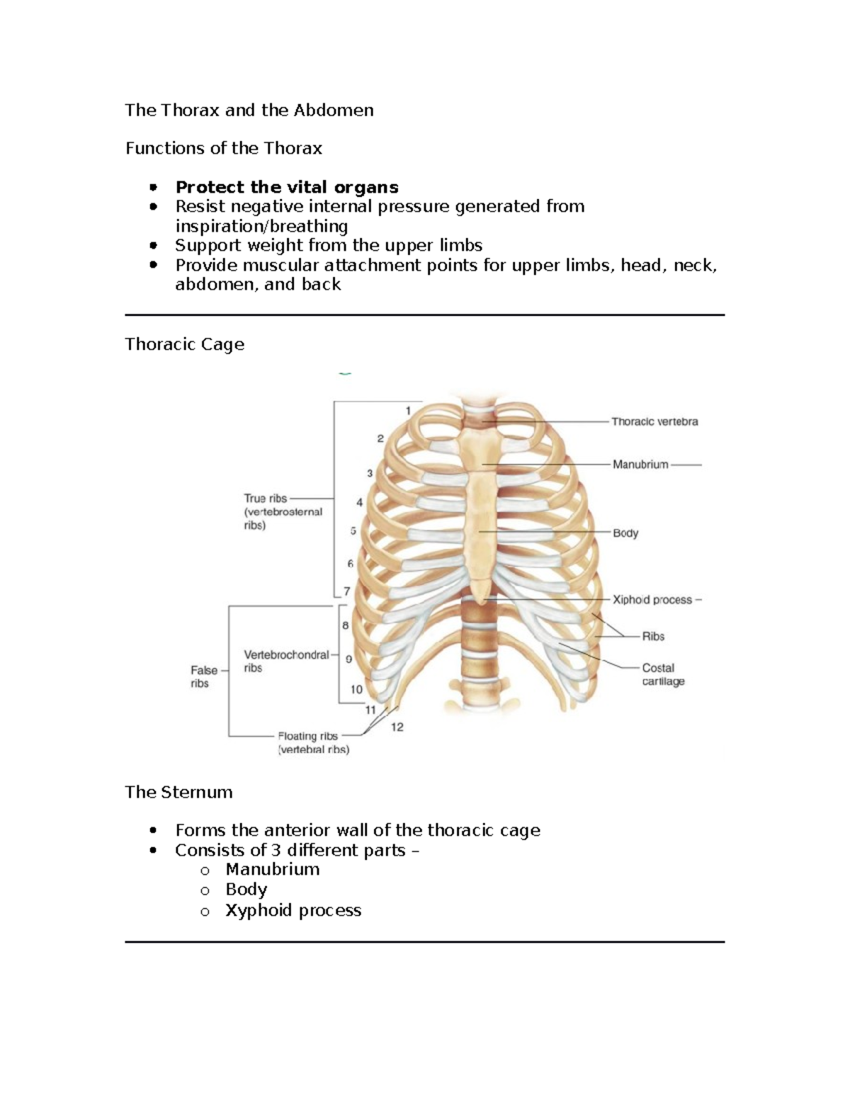 Unit 3 Section 5 - The Thorax and the Abdomen Functions of the Thorax ...