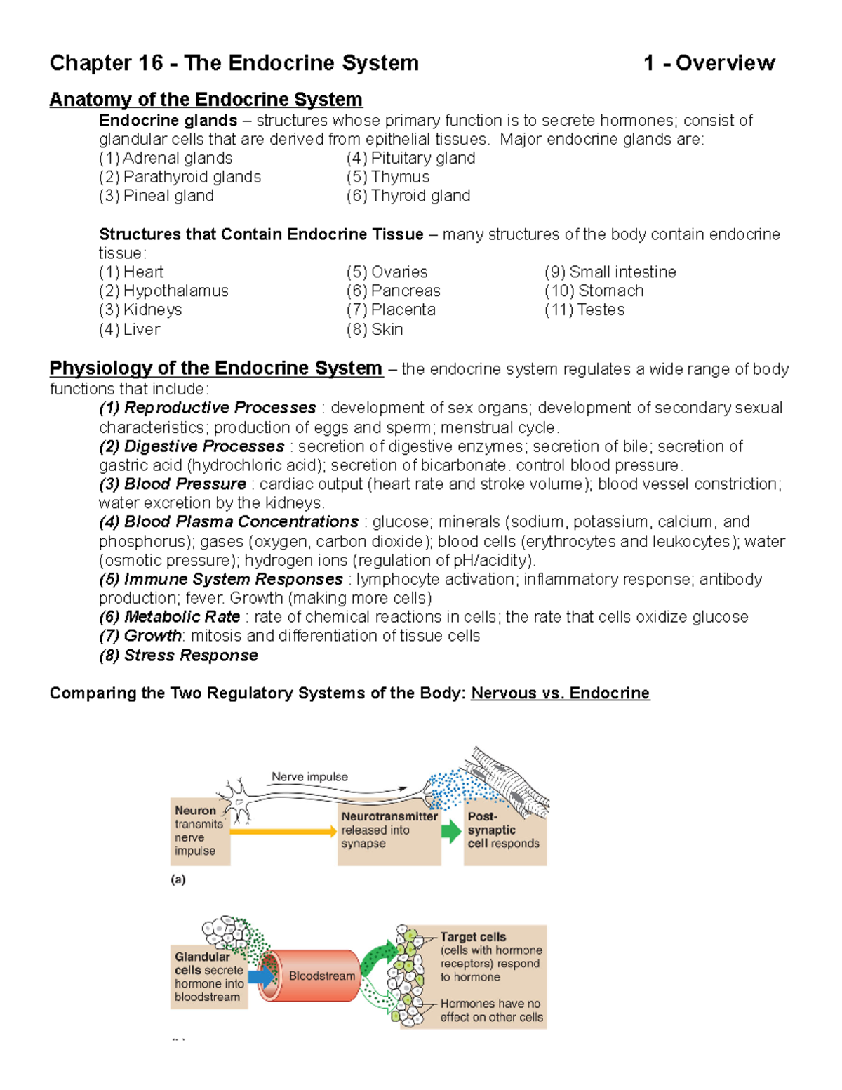 Chapter 16 endocrine - Notes - Chapter 16 - The Endocrine System 1 ...