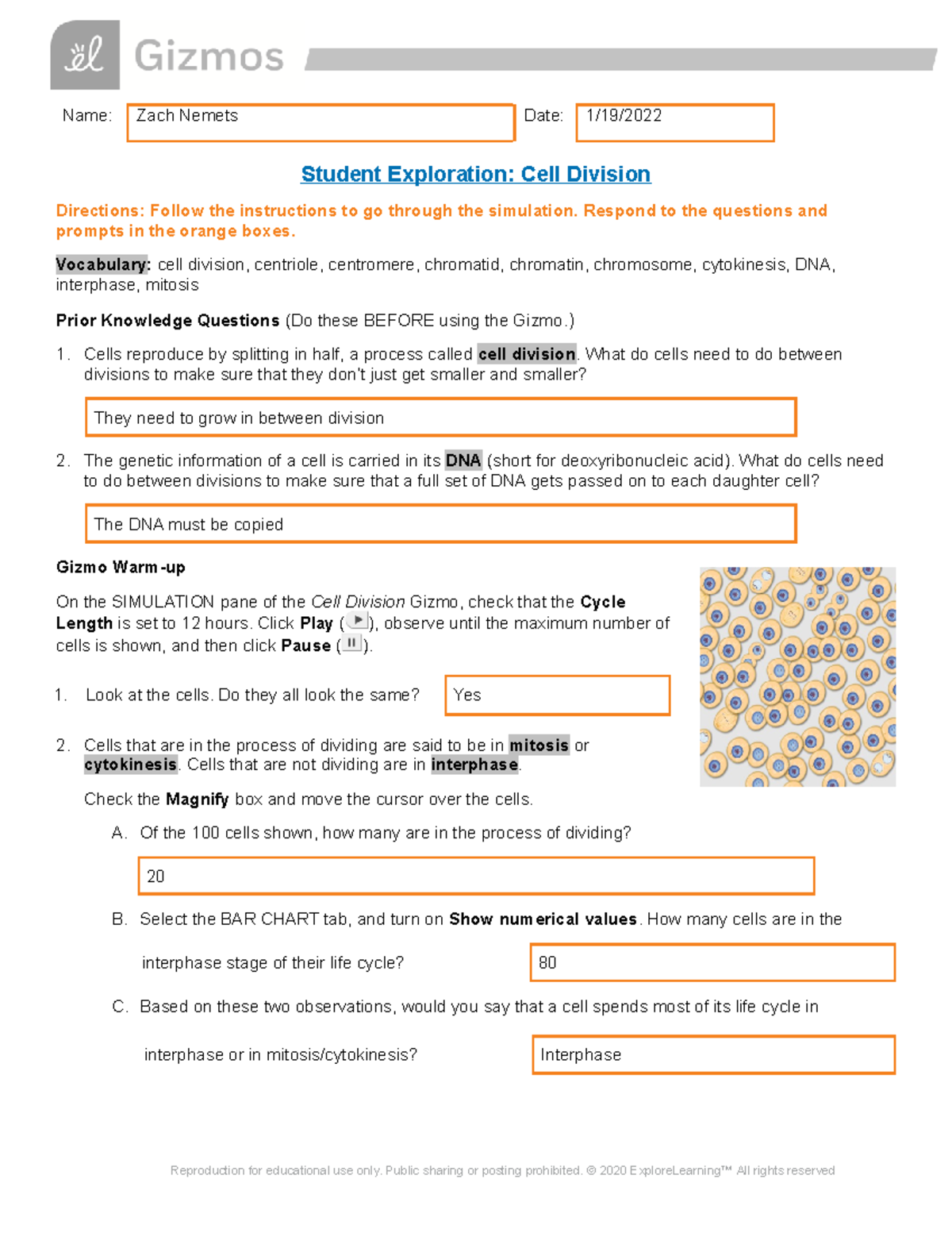 Cell Division Gizmo Worksheet Answers By Bob Name Zach Nemets Date 