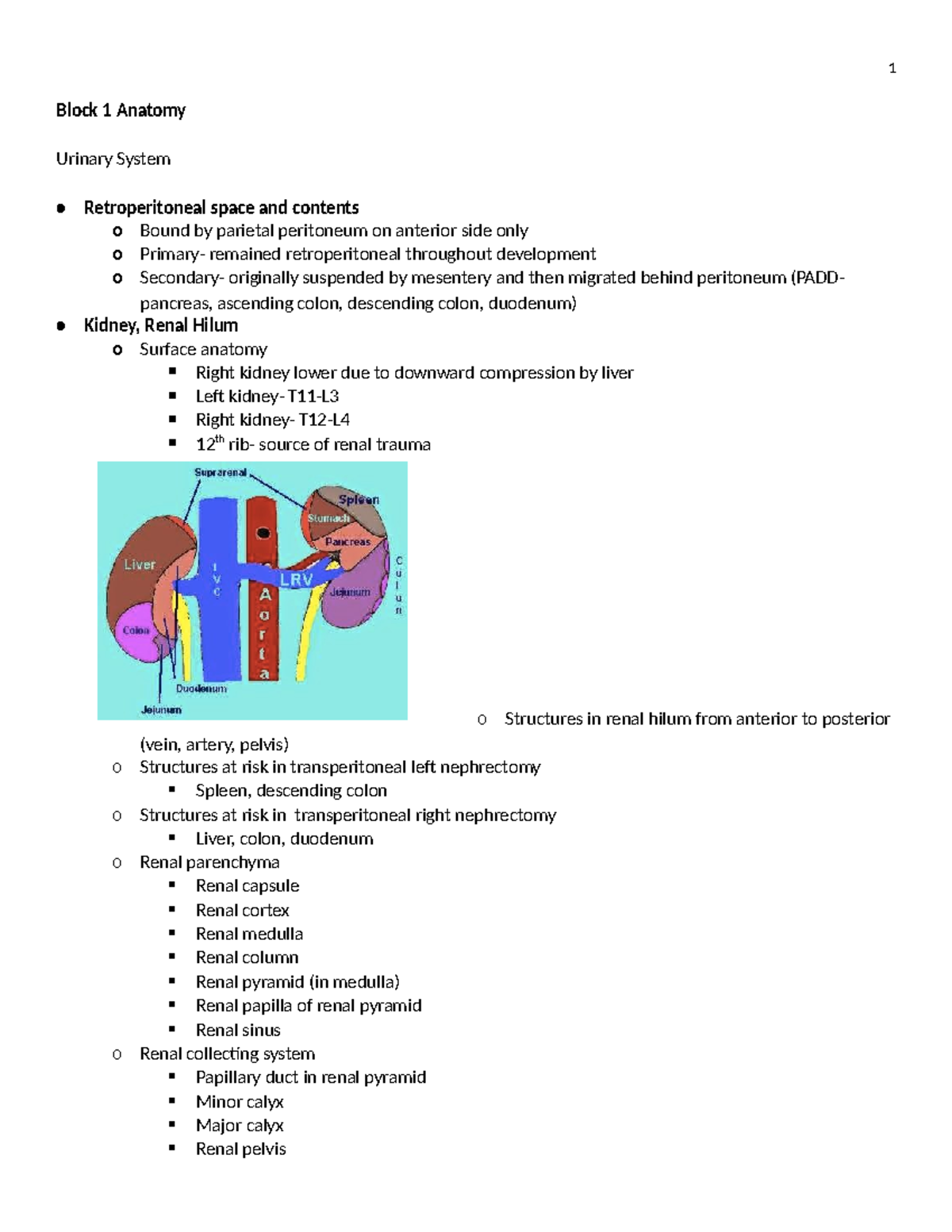 Block 1 Anatomy - Renal - Block 1 Anatomy Urinary System ...