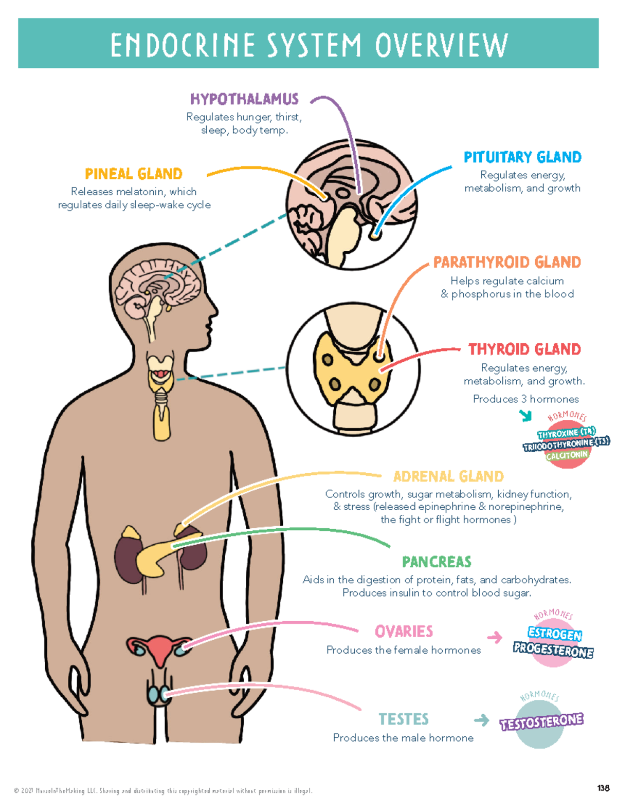Med surg of the endocrine system - ENDOCRINE SYSTEM OVERVIEW PINEAL ...