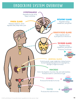 Mes-surg of the urinary system - KIDNEY OVERVIEW The right kidney sits ...