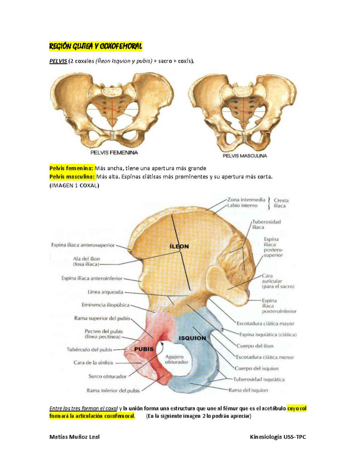 S2 - REGIÓN GLUTEA Y COXOFEMORAL PELVIS (2 coxales (Íleon Isquion y ...