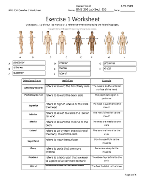 Anatomy WS 7 - Fall 2021 BMS 250 Lab - Professor Fournier - (3) Optic ...