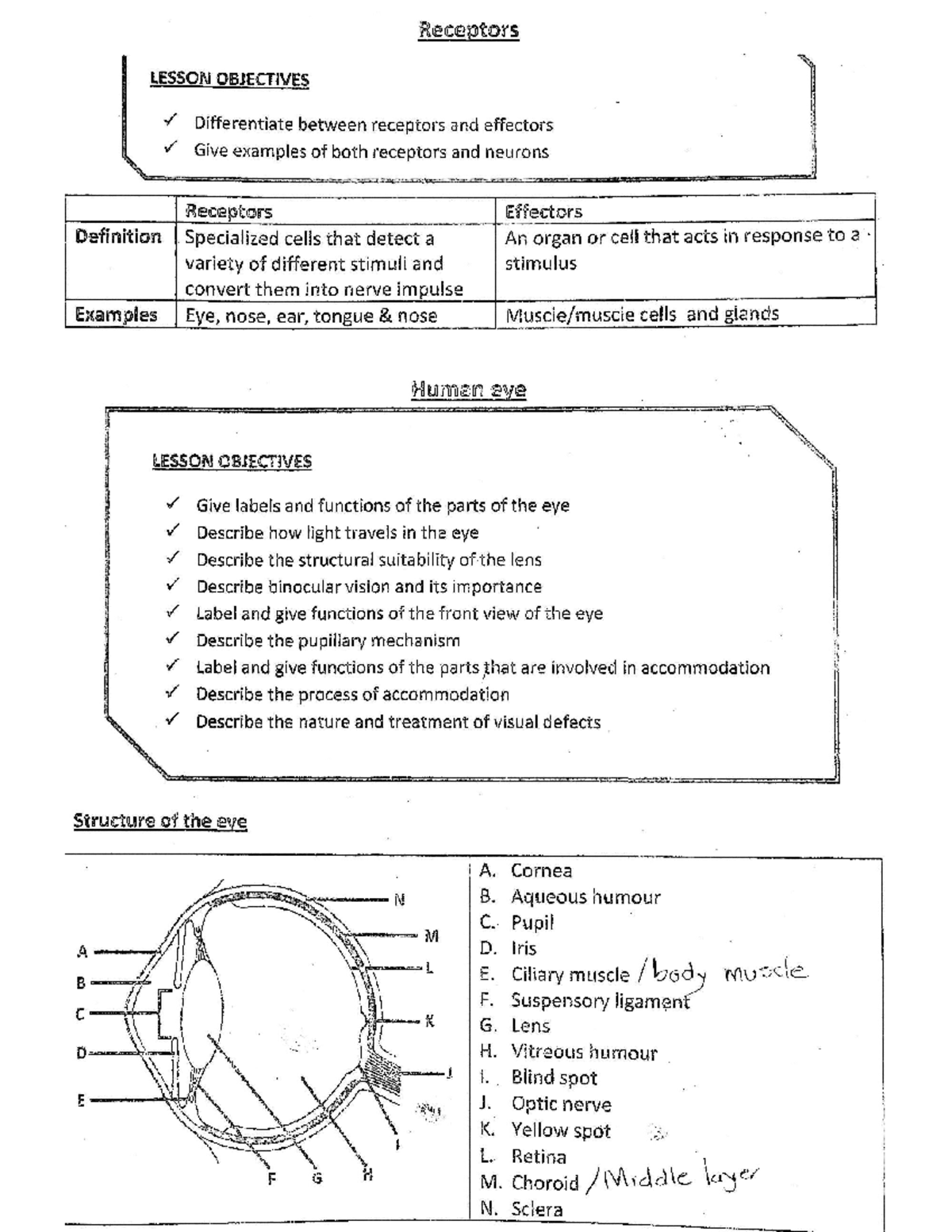 The Human Eye - ZV - Life Sciences Note Some of them they summarize by ...