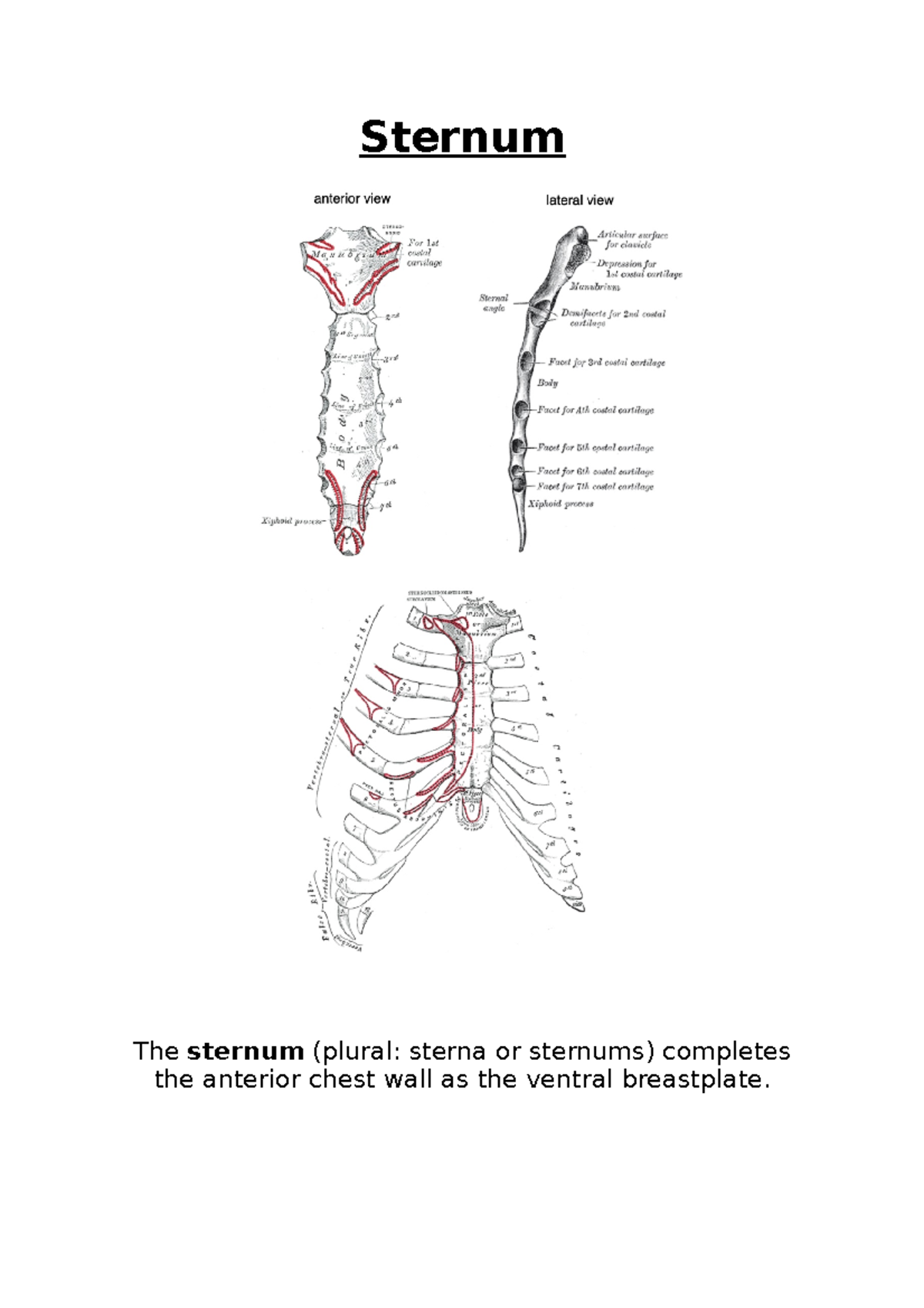 Thoracic Area - Sternum - Sternum The sternum (plural: sterna or ...
