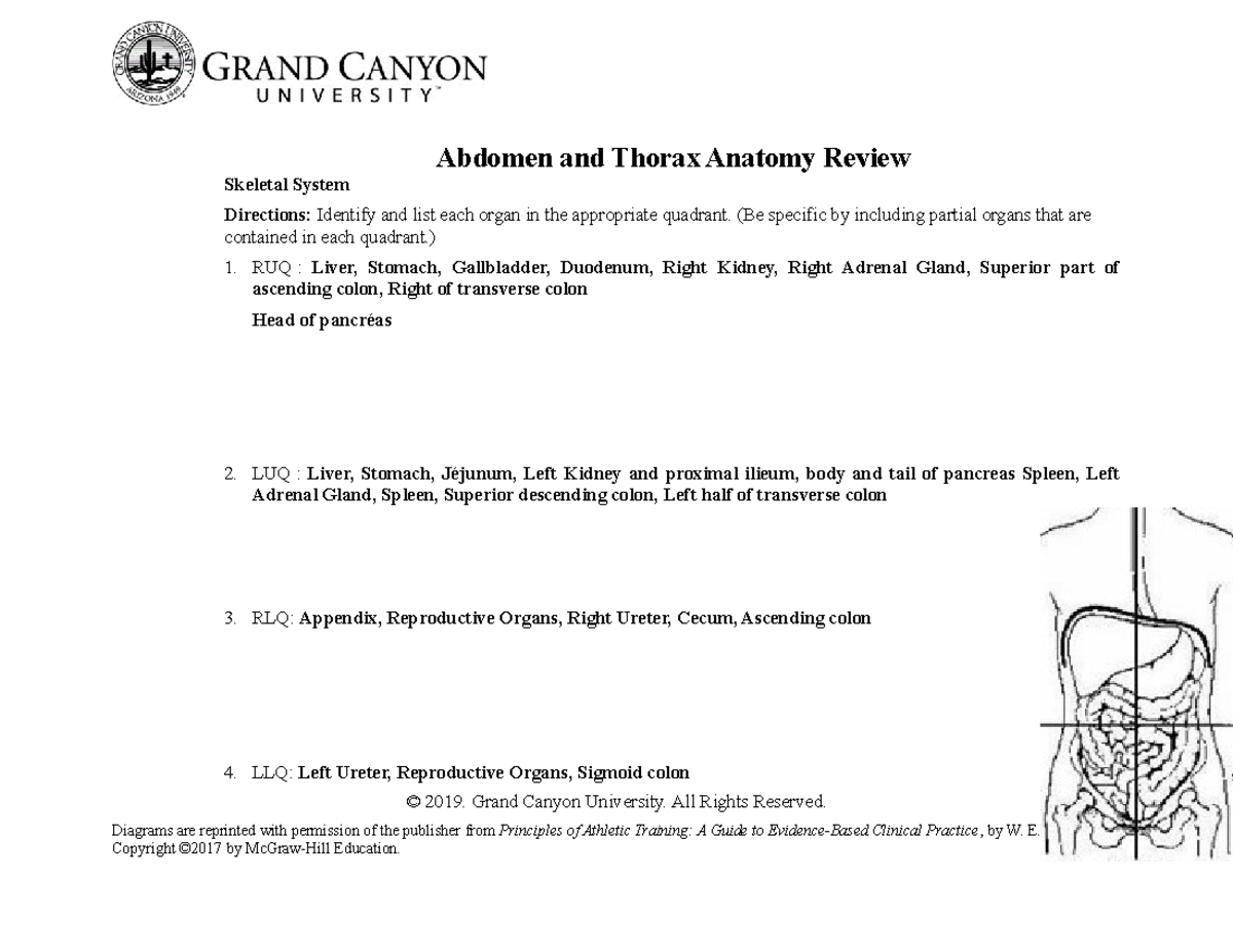 Abdomen AND Thorax Anatomy Review - Abdomen and Thorax Anatomy Review ...