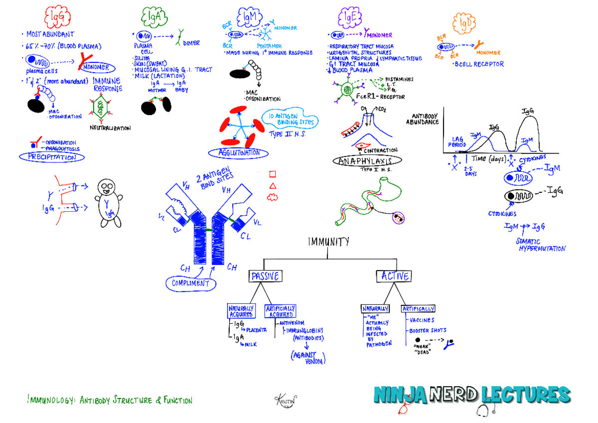 Antibody Structure Function Illustration atf - IgG IgA 1gM IgE BCR ...
