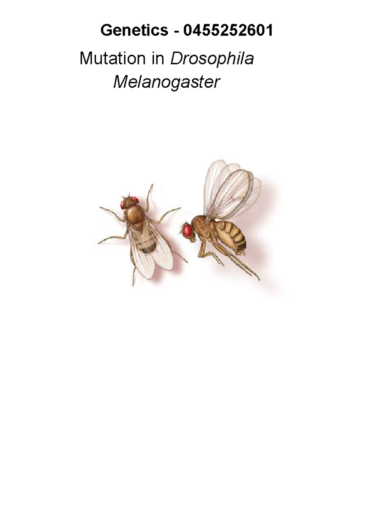 Genetics - 0455252601 - Mutation in Drosophila Melanogaster - Genetics ...