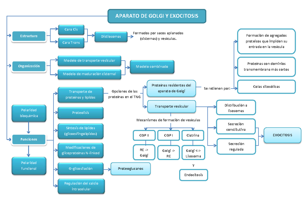Mapa conceptual Tema 7 - APARATO DE GOLGI Y EXOCITOSIS Cara Cis ...