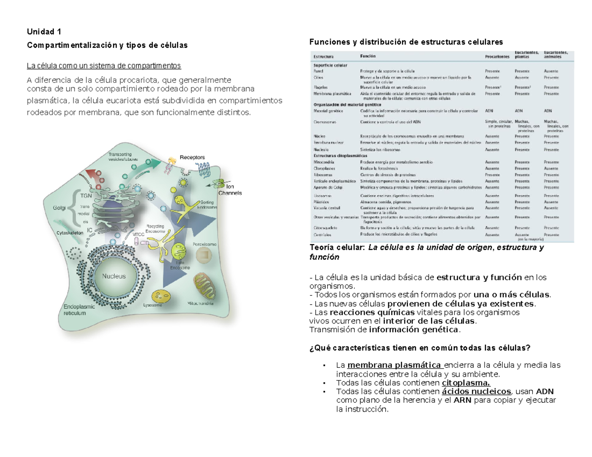Biocel - Unidad 1 Compartimentalización y tipos de células La célula ...
