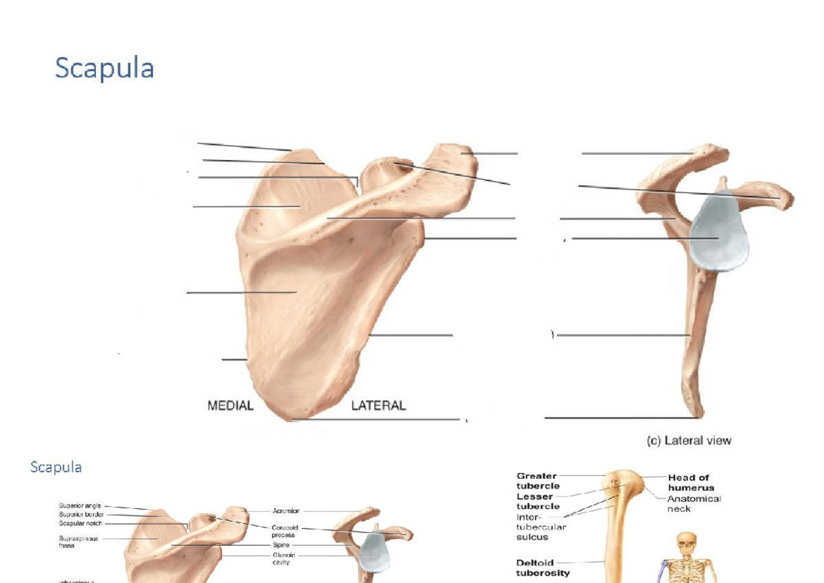 PRAC EXAM Labelling Diagrams - BONE - BMS100 - Studocu