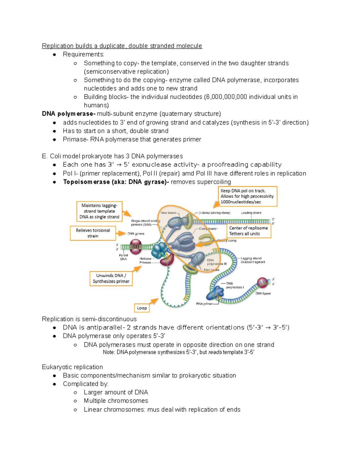 Lesson 12 DNA Replication - Replication builds a duplicate, double ...