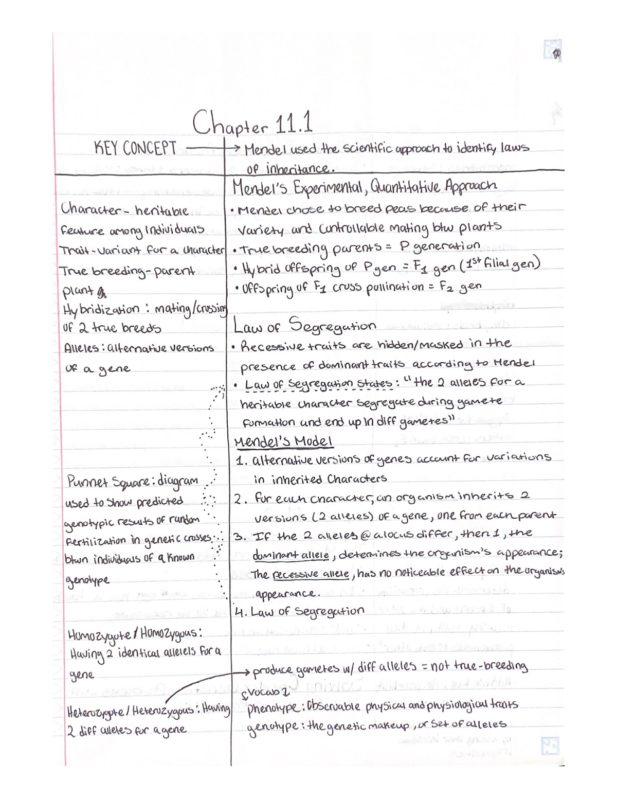 AP Bio chapter 11-12 notes - Chapter 11 KEY CONCEPT Mendel used the ...
