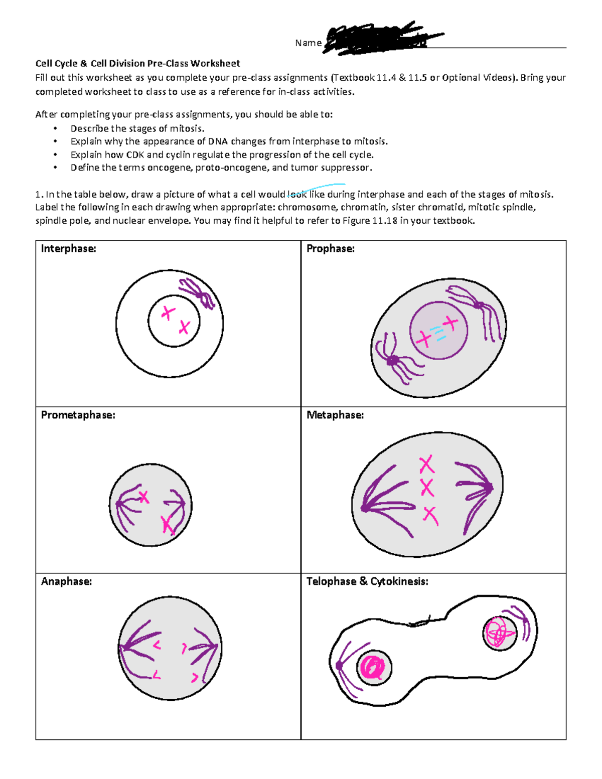 Week 10b Cell Cycle and Cell Division v2 - Name