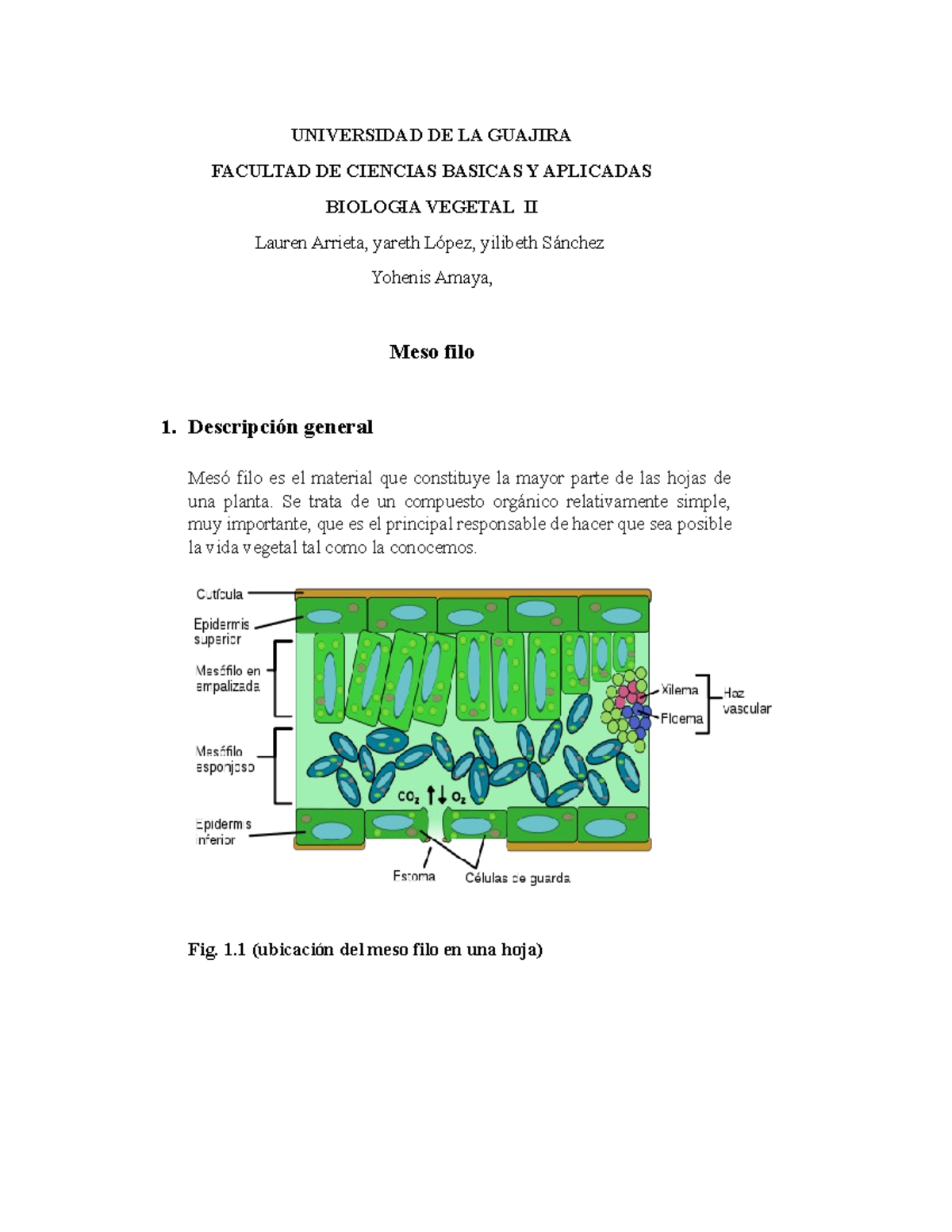 Meso filo - A través de este documento se explica que es el Mesofilo ...