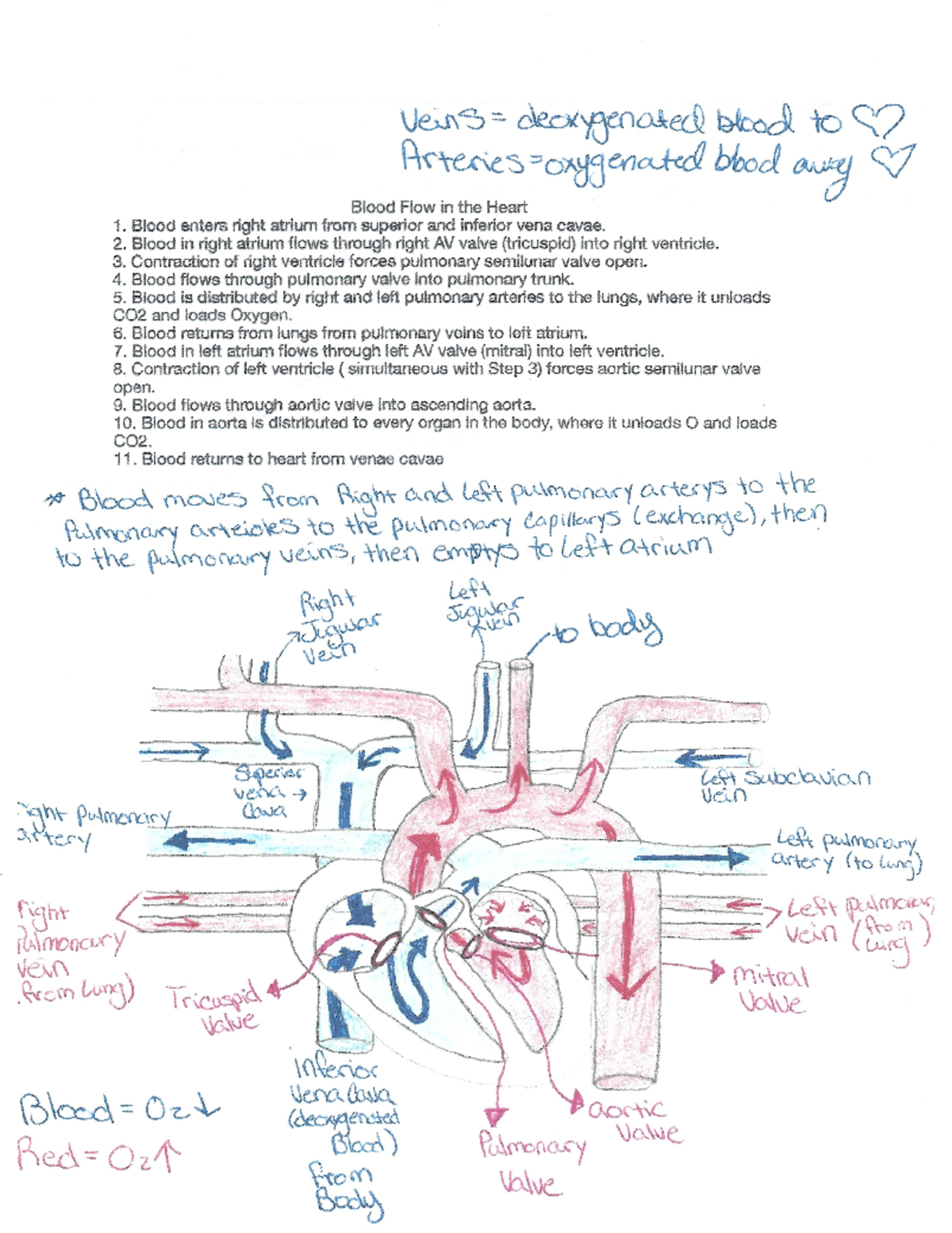 Blood Flow - Notes - HNUR 1314 - Studocu