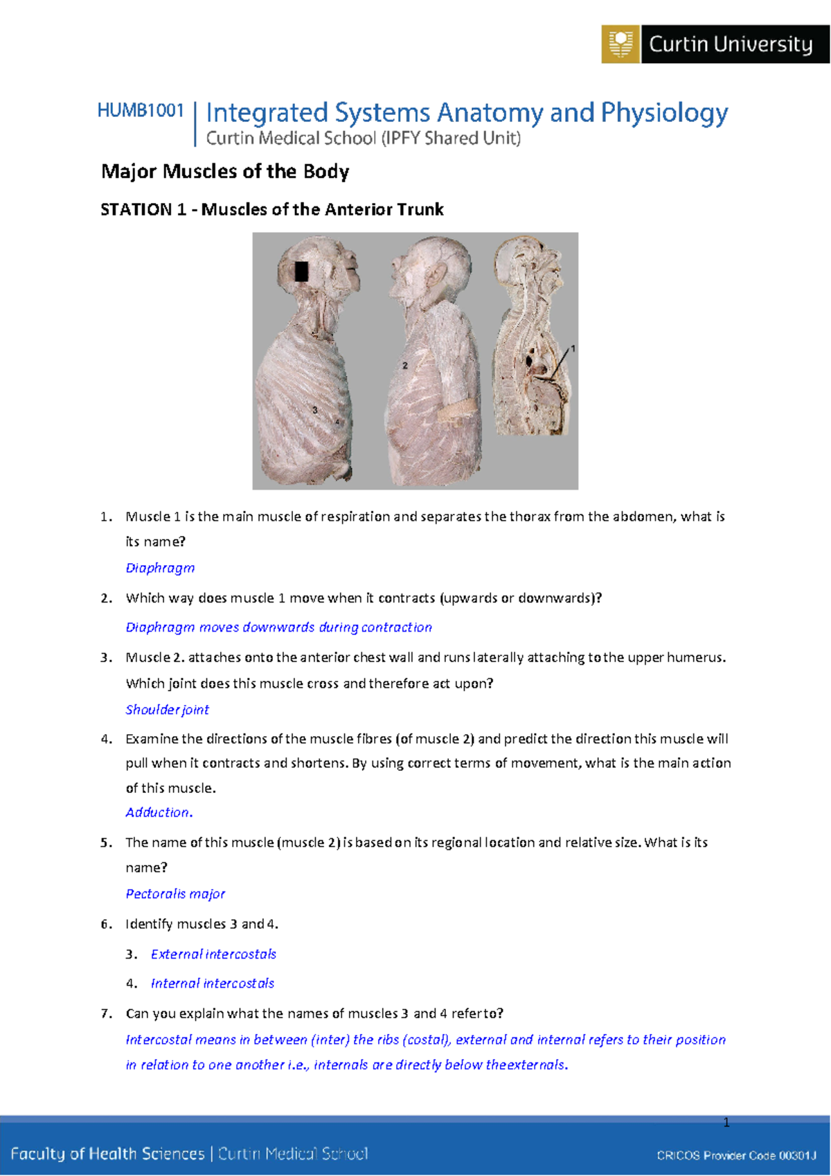 Module 3 Major Muscles of the Body Answers - Major Muscles of the Body ...