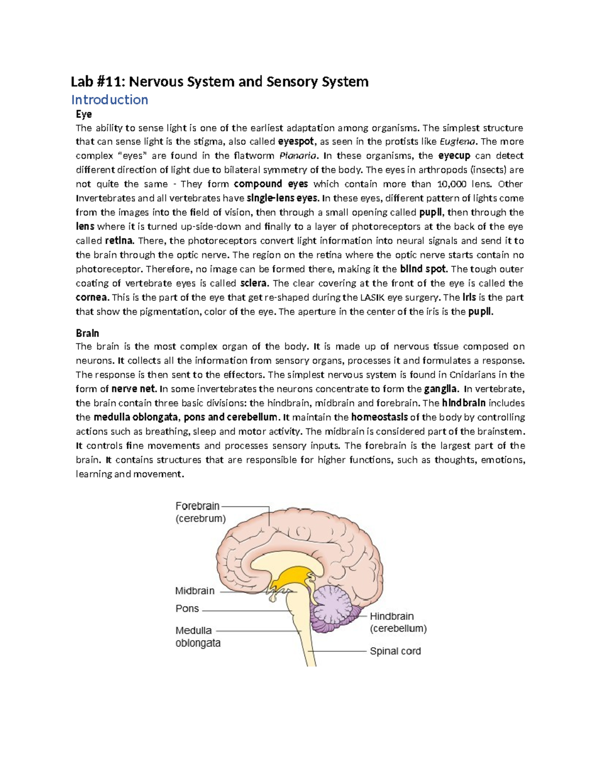 Lab 11 - Lab #11: Nervous System and Sensory System Introduction Eye ...