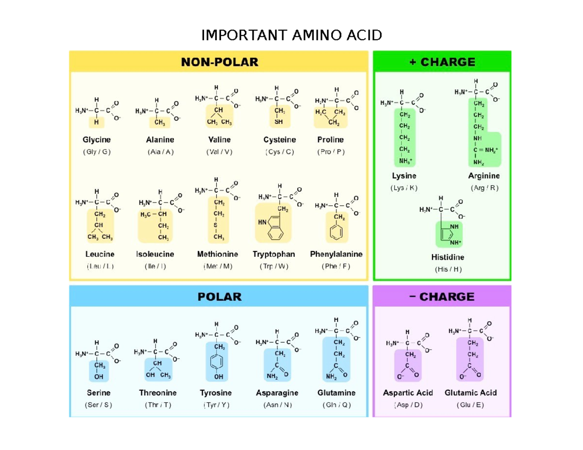 Important Amino ACID - .... - IMPORTANT AMINO ACID CHARGE H o H H H I H ...