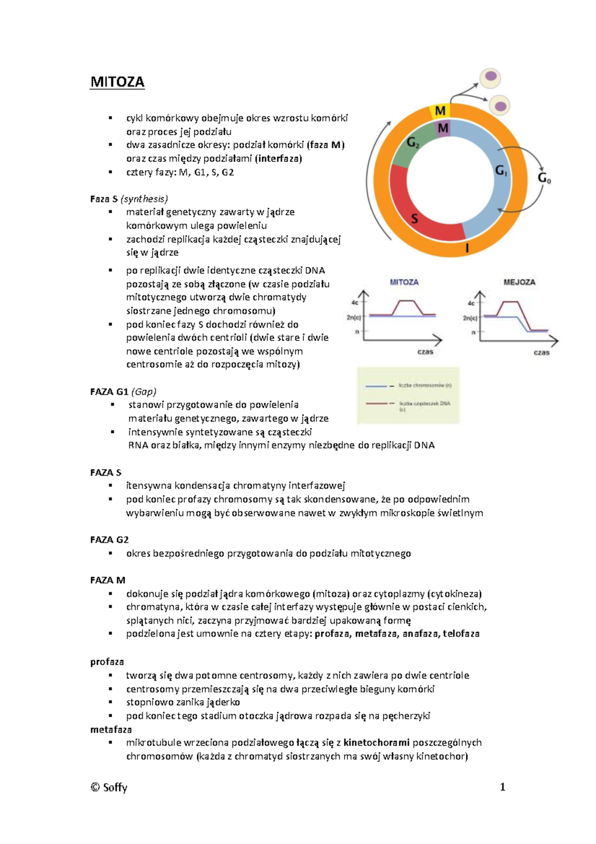 Mitoza I Mejoza - notatki dotyczące mejozy i mitozy - MITOZA ! cykl ...
